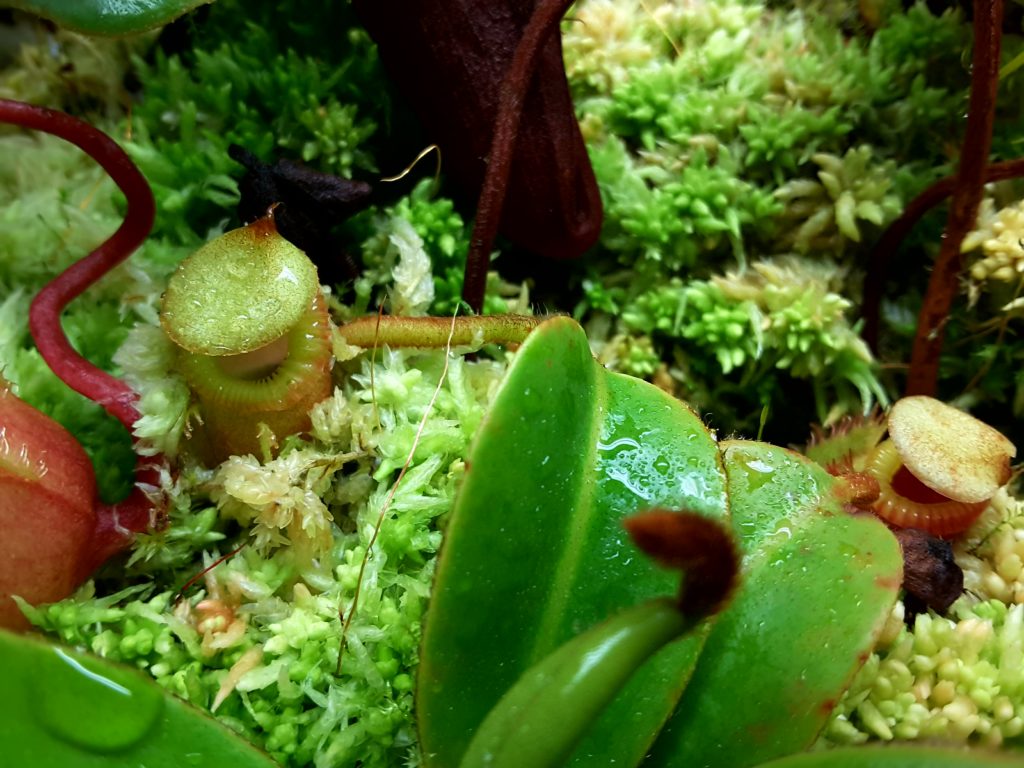 Nepenthes × kinabaluensis (villosa x rajah) cultivation notes and care ...