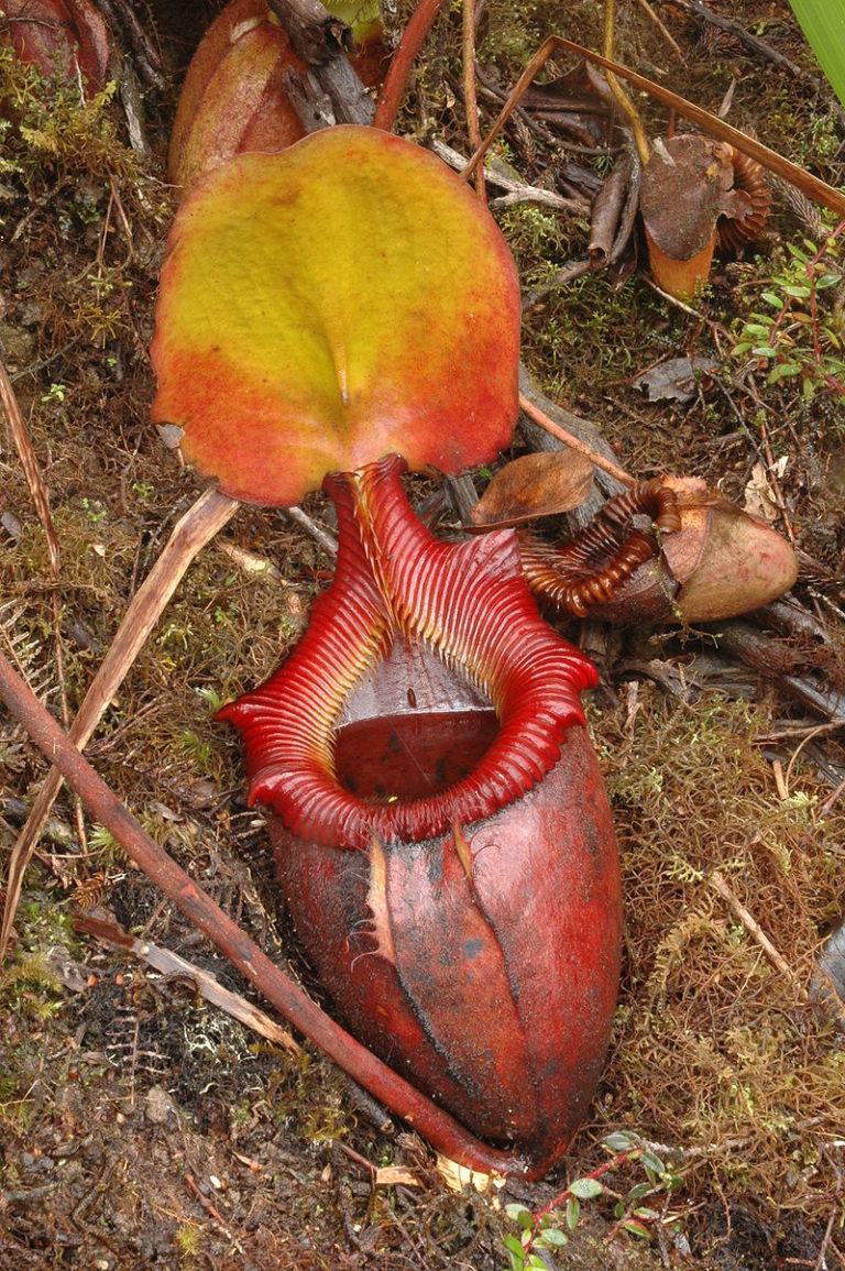 kinabaluensis – youplants